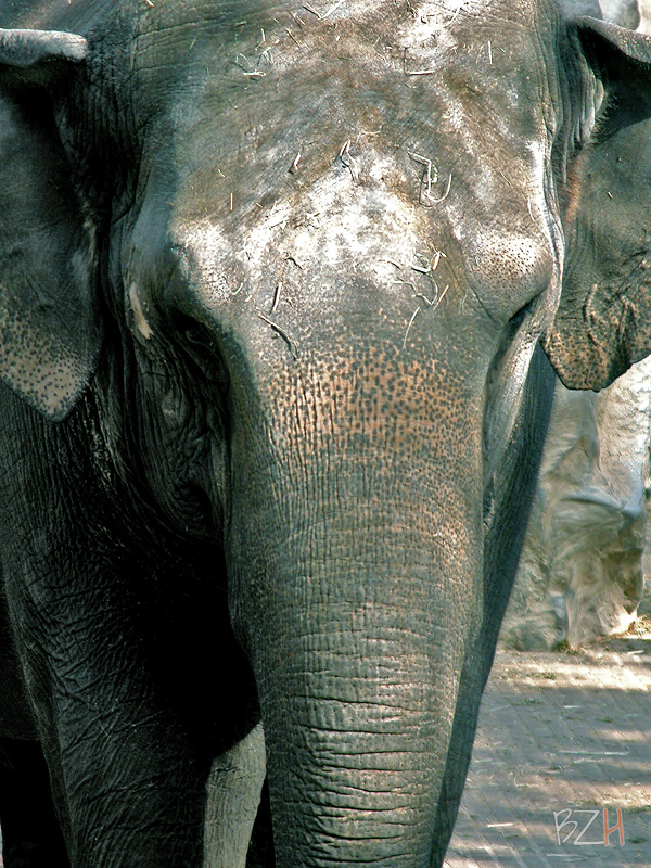 Indischer Elefant Foto & Bild | tiere, natur, zoo Bilder auf fotocommunity