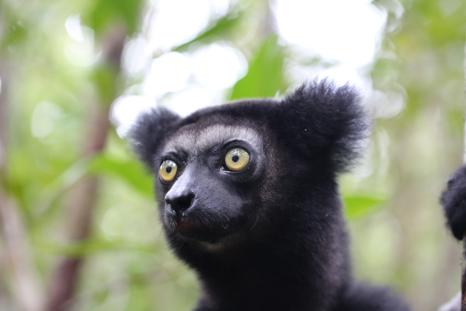 Indri Foto & Bild | africa, madagascar, eastern africa Bilder auf ...