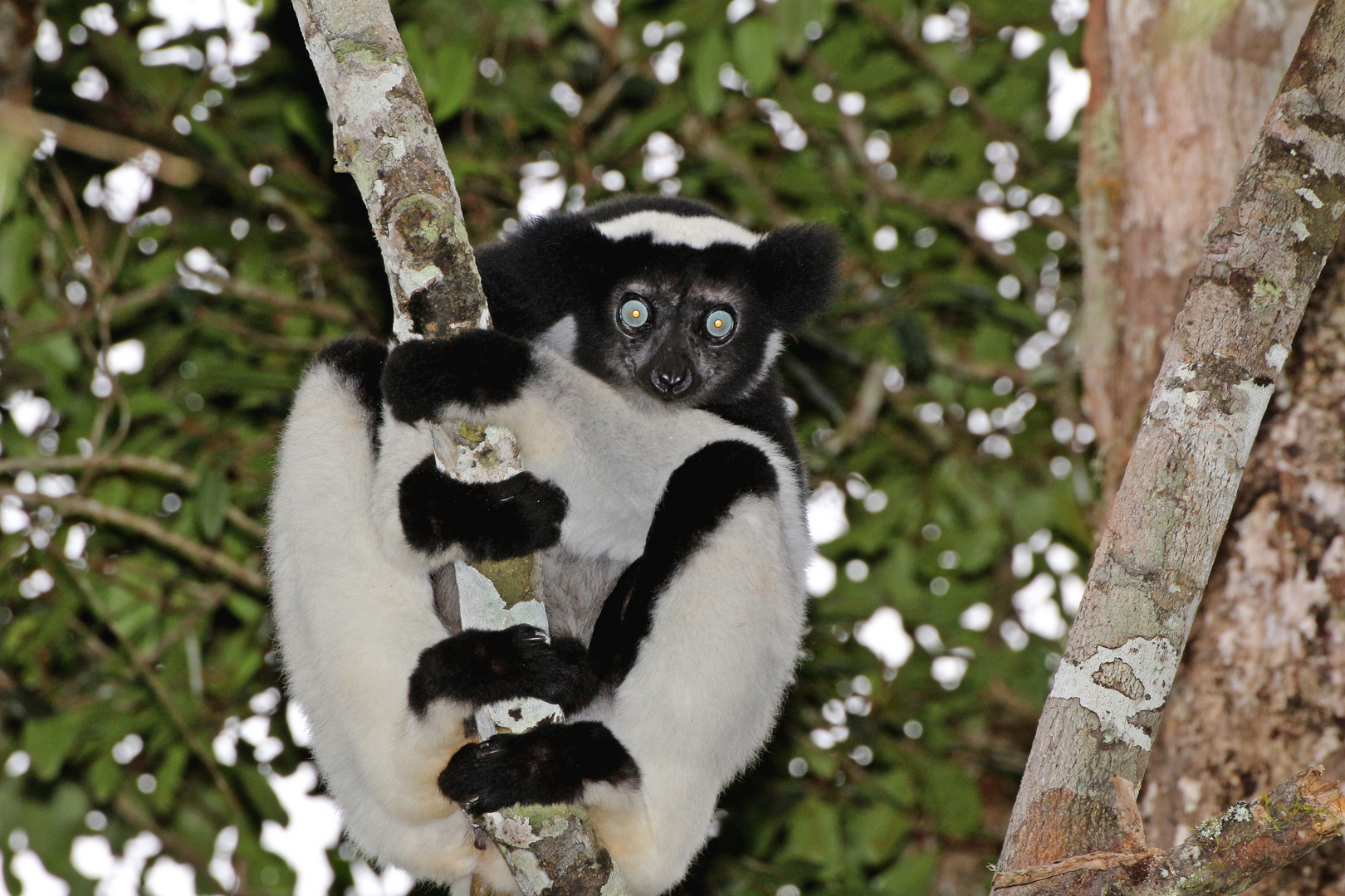 Indri Indri Foto & Bild | lemuren, madagaskar, indri indri Bilder auf ...