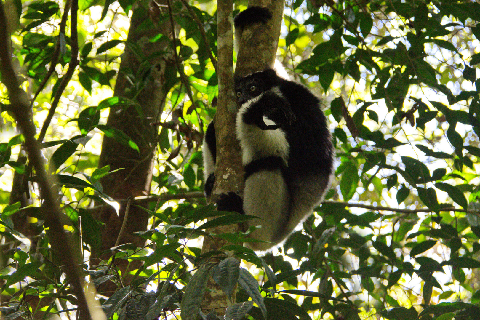 Indri indri Foto & Bild | africa, madagascar, eastern africa Bilder auf ...