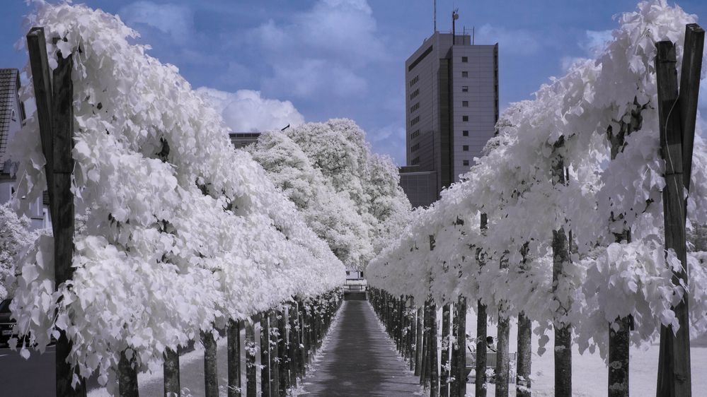 Infrarot Foto & Bild | infrarot, techniken, aufnahme-techniken Bilder ...