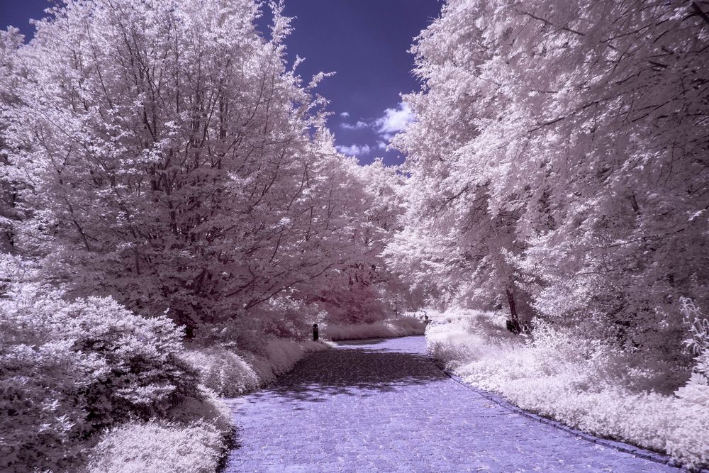 Infrarot Foto & Bild | infrarot bilder, lumix, panasonic Bilder auf ...