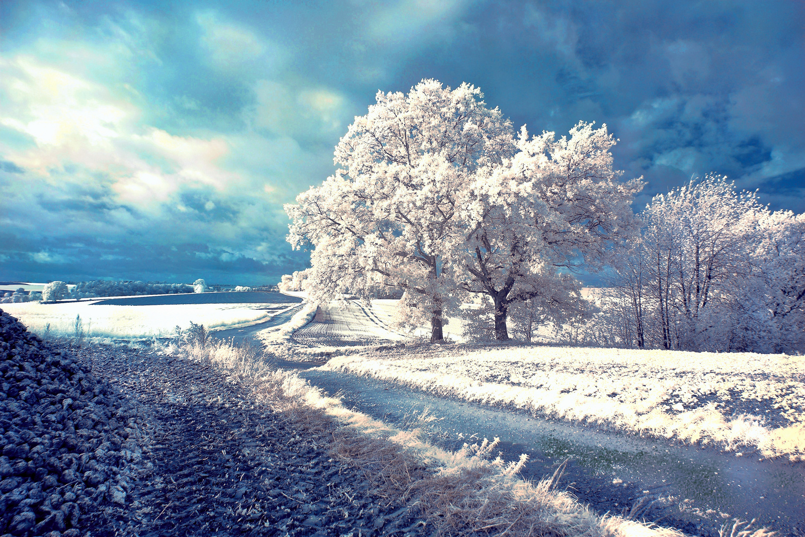 Infrarotbaum Foto & Bild | landschaft, spezial, licht Bilder auf ...