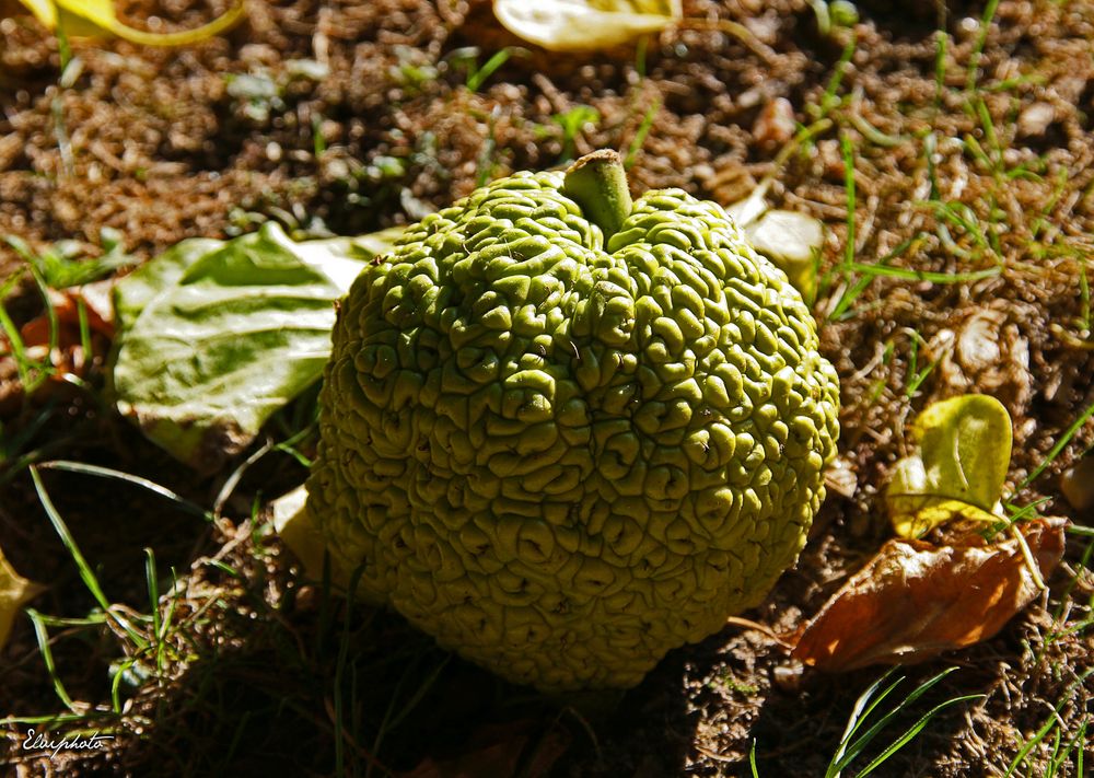 infrutescence photo et image | nature, automne, arbre Images fotocommunity