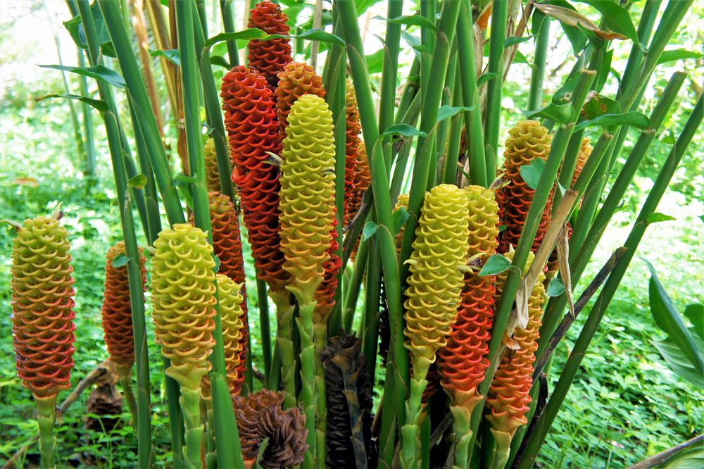 Ingwer Foto & Bild | natur, landschaft, pflanzen Bilder auf fotocommunity