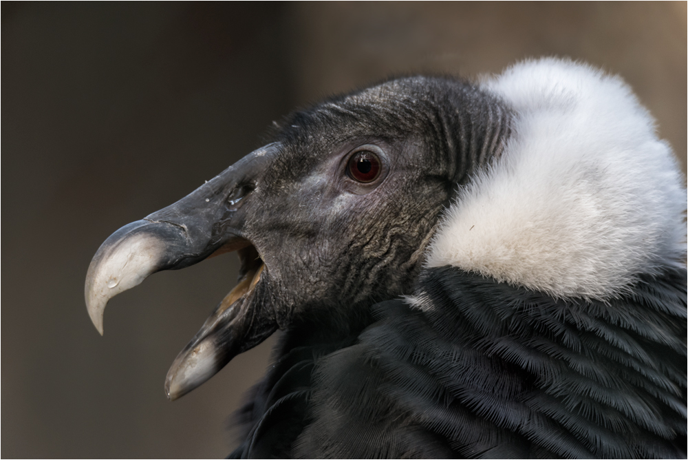 Inka gibt sich..... Foto & Bild | tiere, zoo, wildpark & falknerei ...