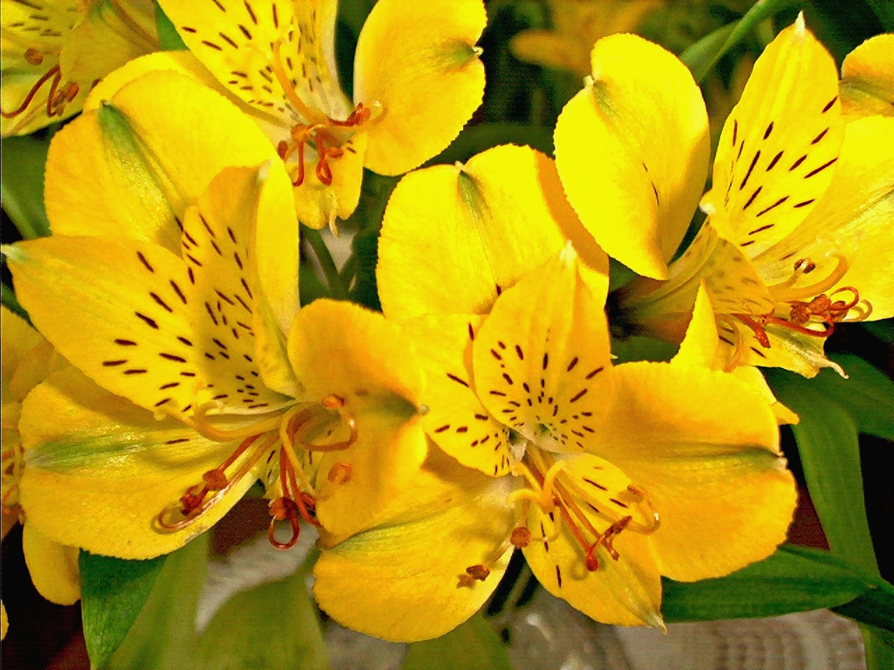 Inkalilien, Alstroemeria Foto & Bild | outdoor, gelb, natur Bilder auf fotocommunity