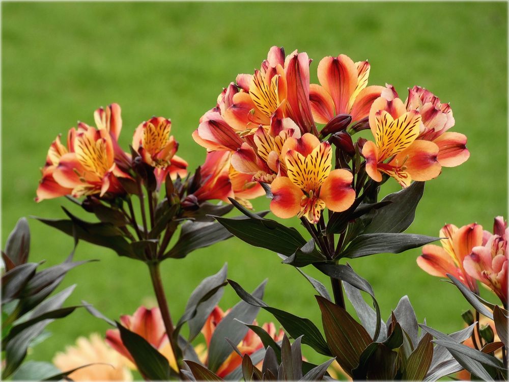 Inkalilien am Corneliusplatz Düsseldorf Foto & Bild | natur, pflanzen ...