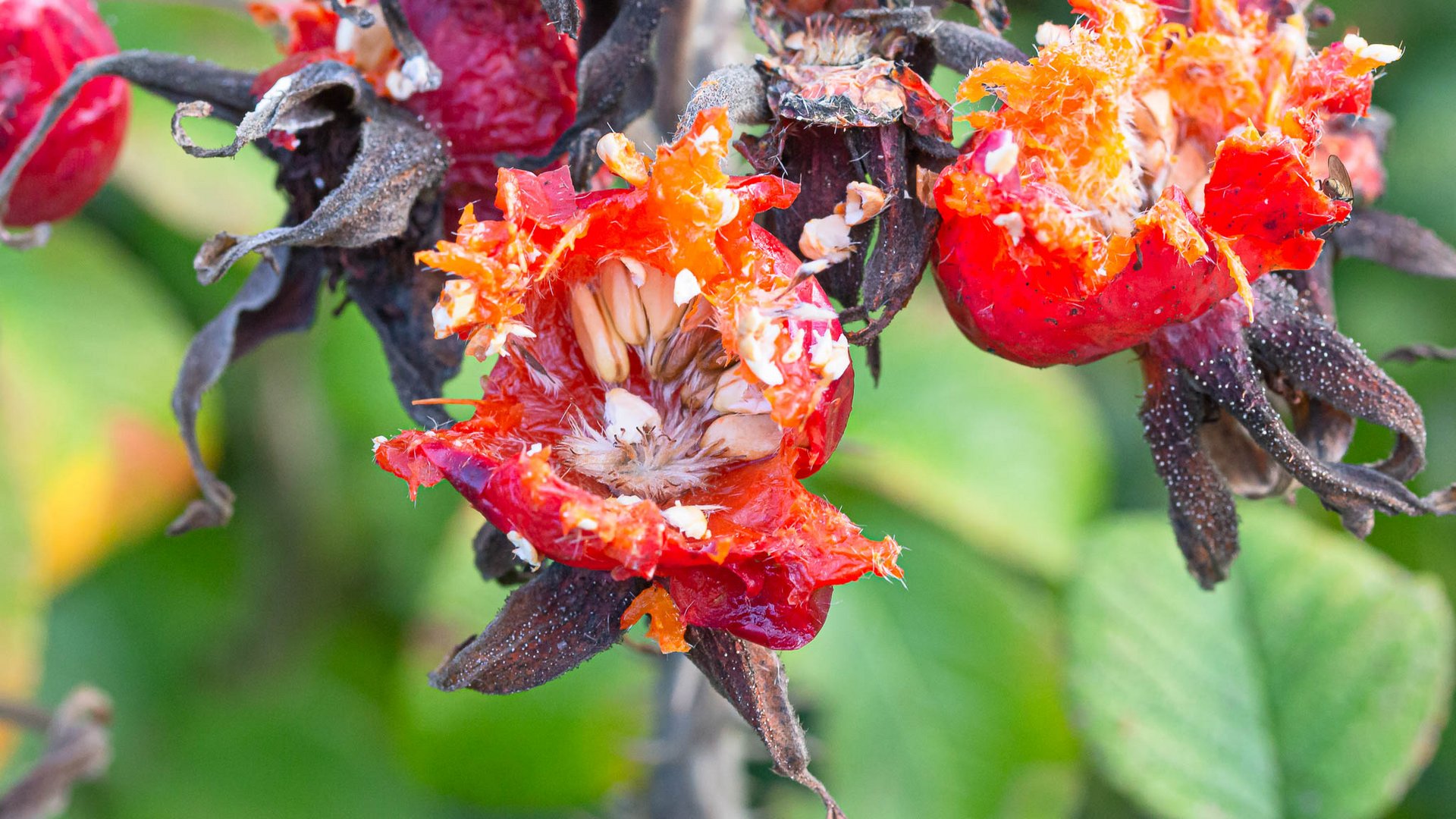 Innenansicht der Hagebutte Foto & Bild | natur-makros, jahreszeiten ...