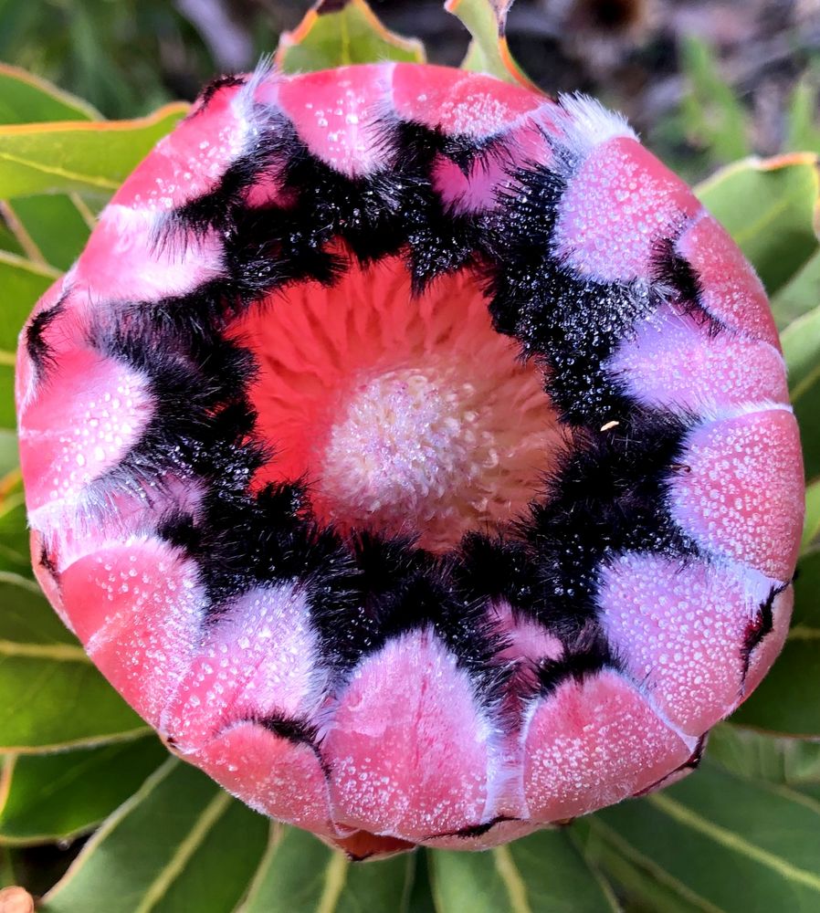 Innenansicht einer Prothea. Foto & Bild | sonstiges, outdoor, natur ...