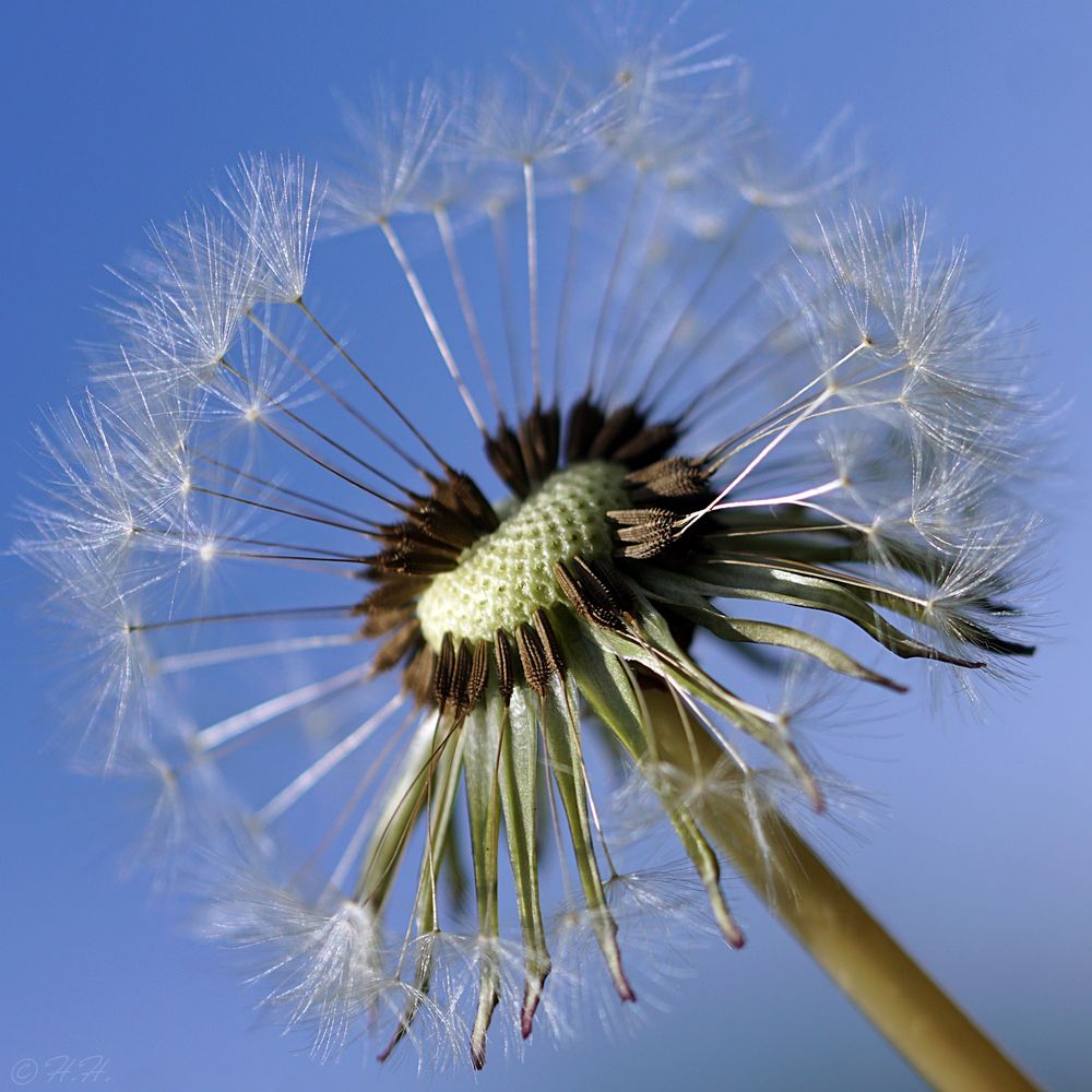 Innenansicht einer Pusteblume Foto & Bild | nah- & makro, techniken, aufnahme-techniken Bilder ...