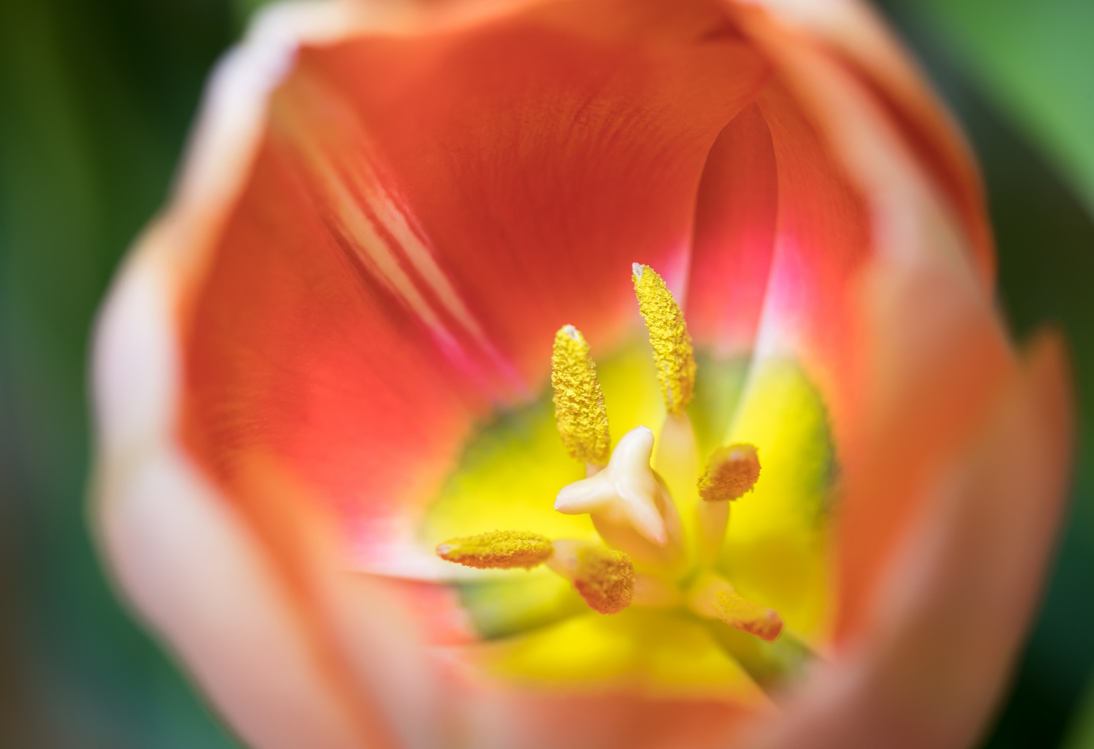 Innenansicht einer Tulpe Foto & Bild | pflanzen, pilze & flechten, blüten- & kleinpflanzen ...