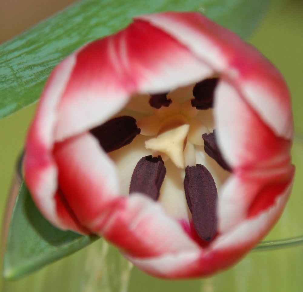 Innenleben einer Tulpe Foto & Bild | pflanzen, pilze & flechten, blüten- & kleinpflanzen, tulpen ...