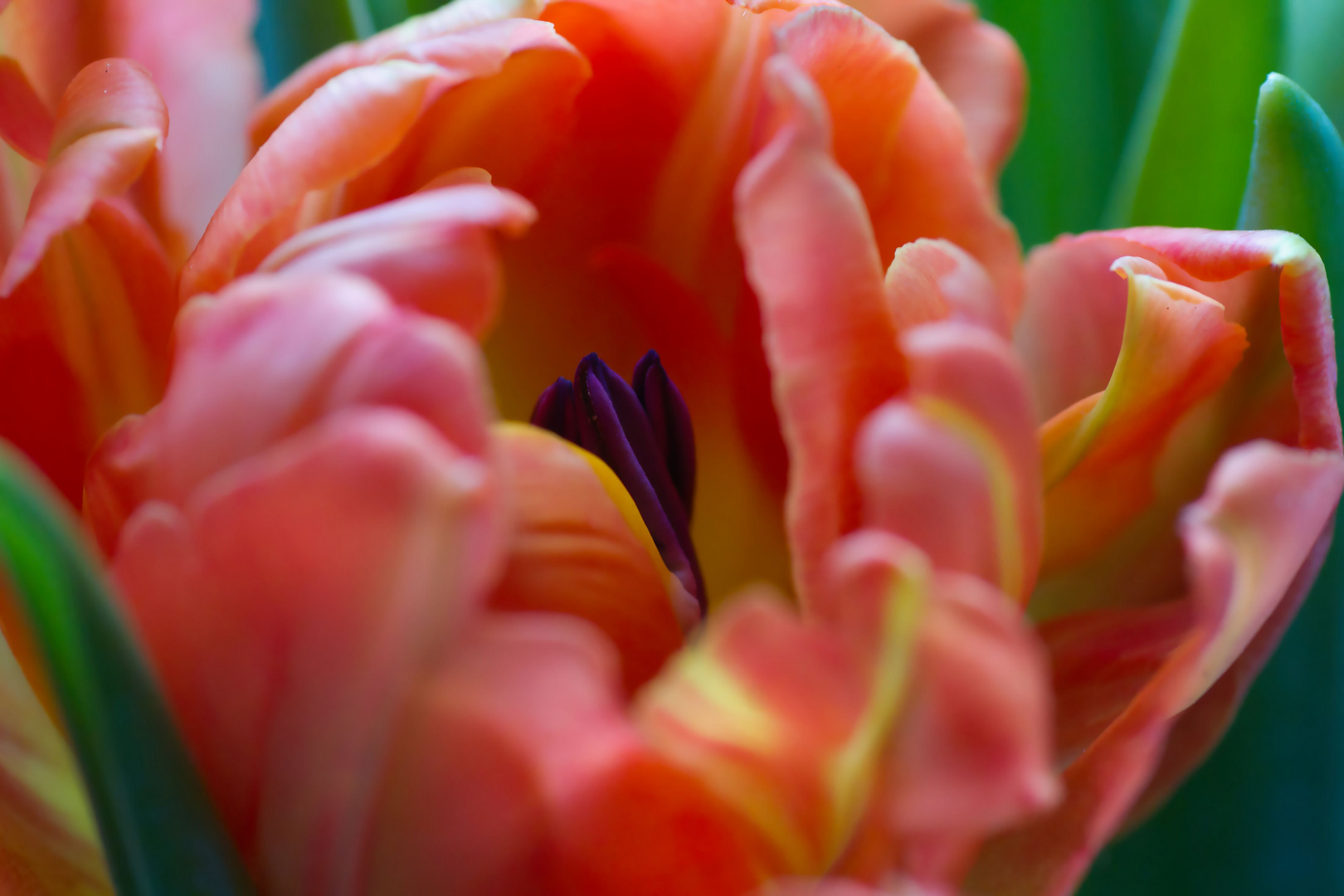 Innenleben einer Tulpe Foto & Bild | pflanzen, pilze & flechten, blüten- & kleinpflanzen, tulpen ...