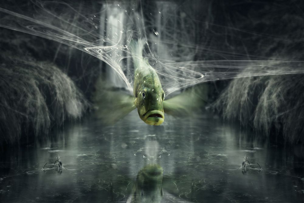 ins Netz gegangen... Foto & Bild | fotomontage, fantasy mystery, digiart Bilder auf fotocommunity