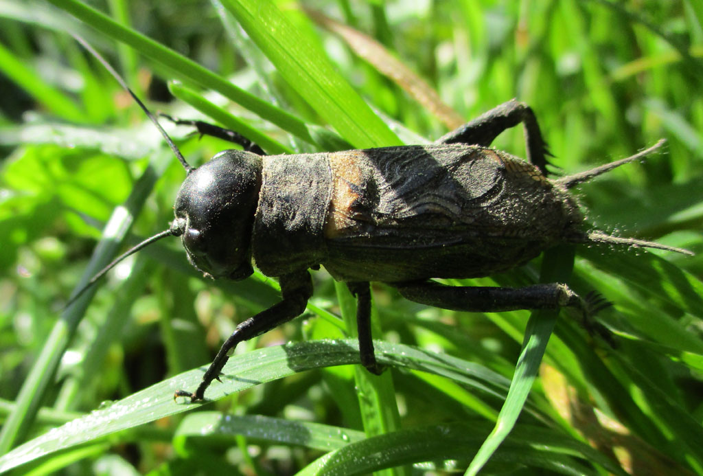 Ins Zimmer verirrt hatte sich die Grille Foto & Bild | insekten, natur ...
