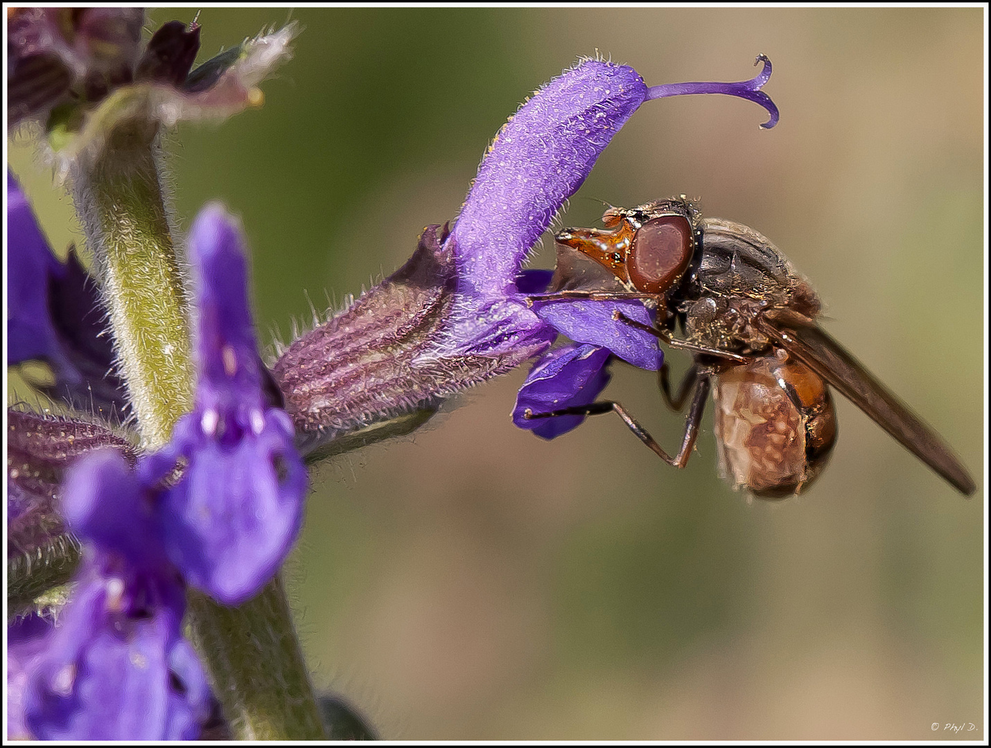 Insecte photo et image | macro nature, macro insectes, les butineuses ...