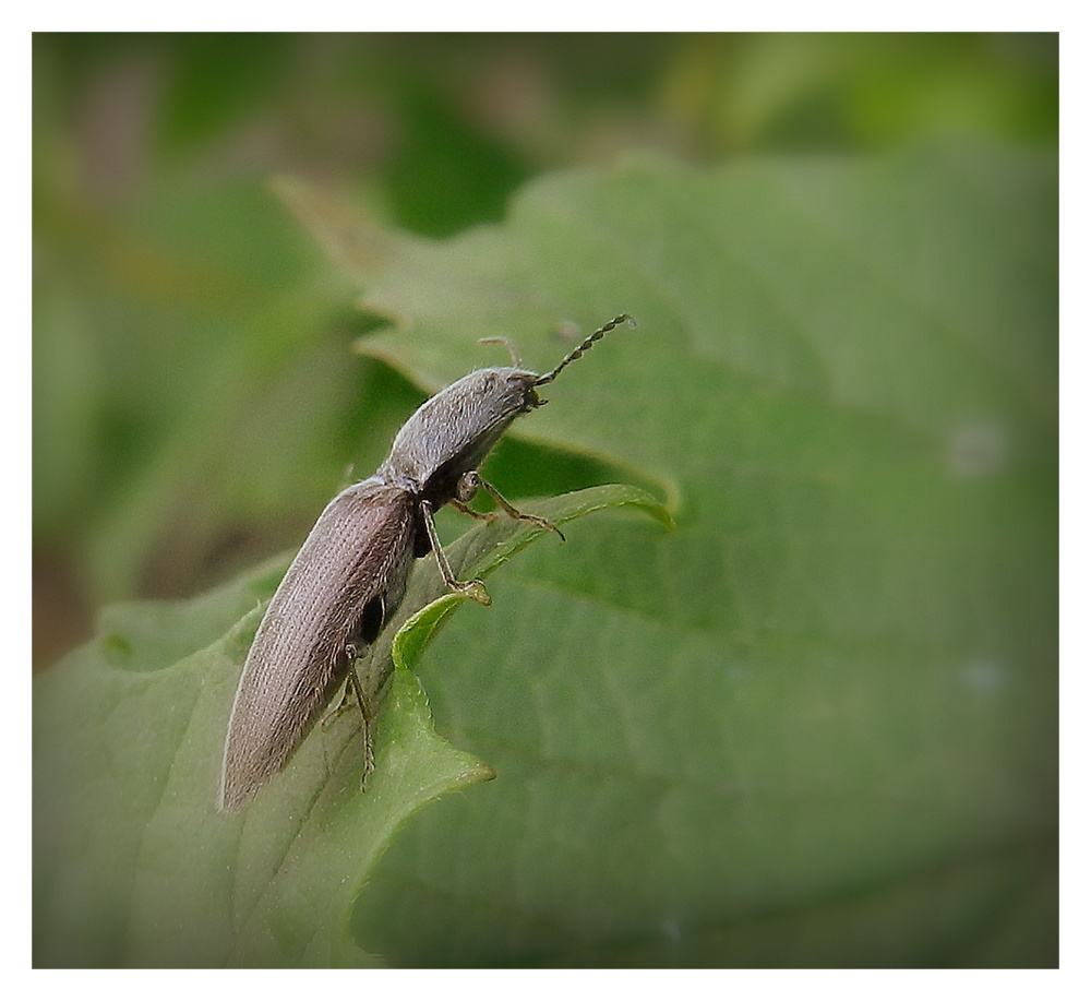 insecte photo et image | macro nature, macros, nature Images fotocommunity