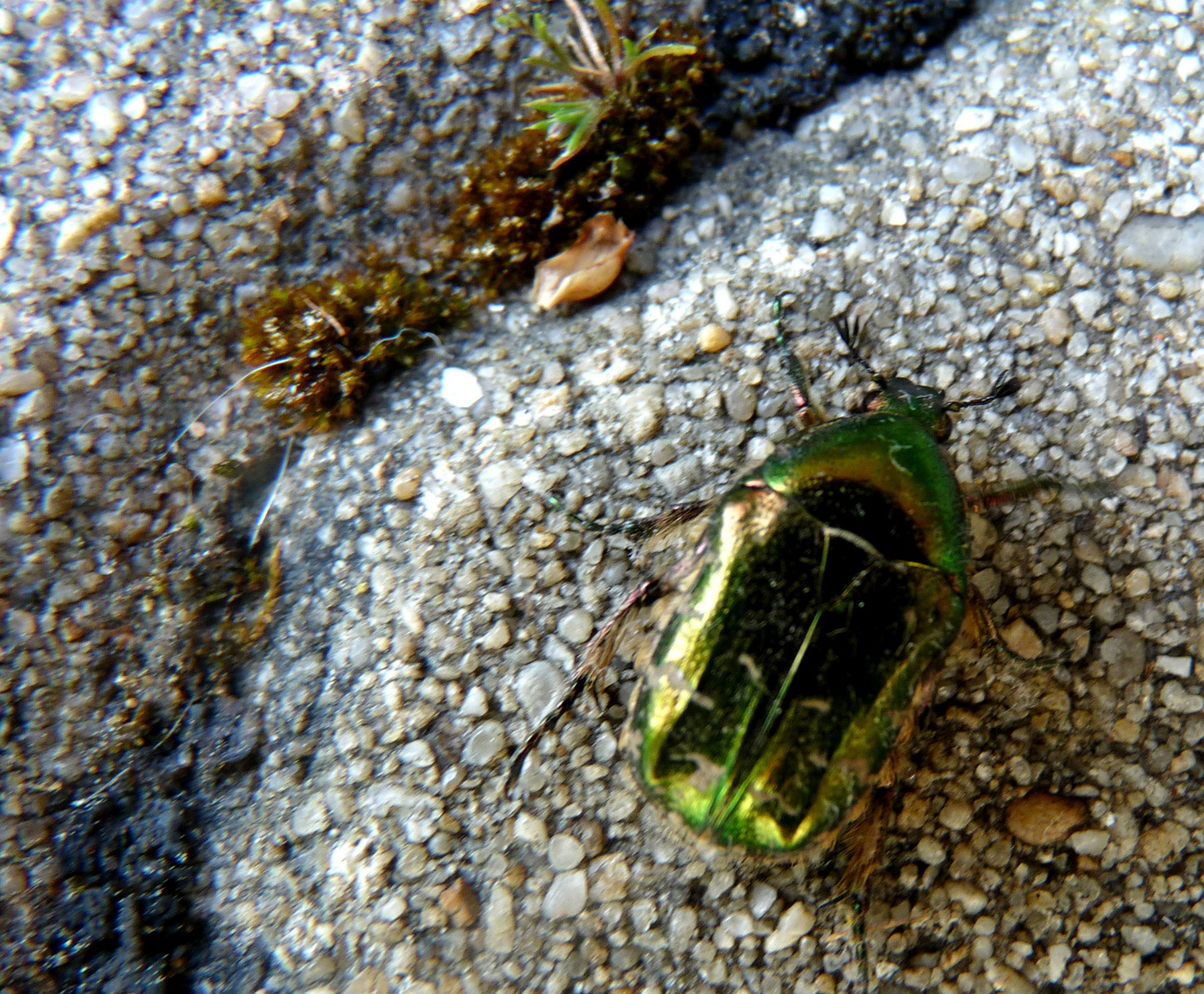 Insecte luisant photo et image | macro nature, macro insectes, nature ...