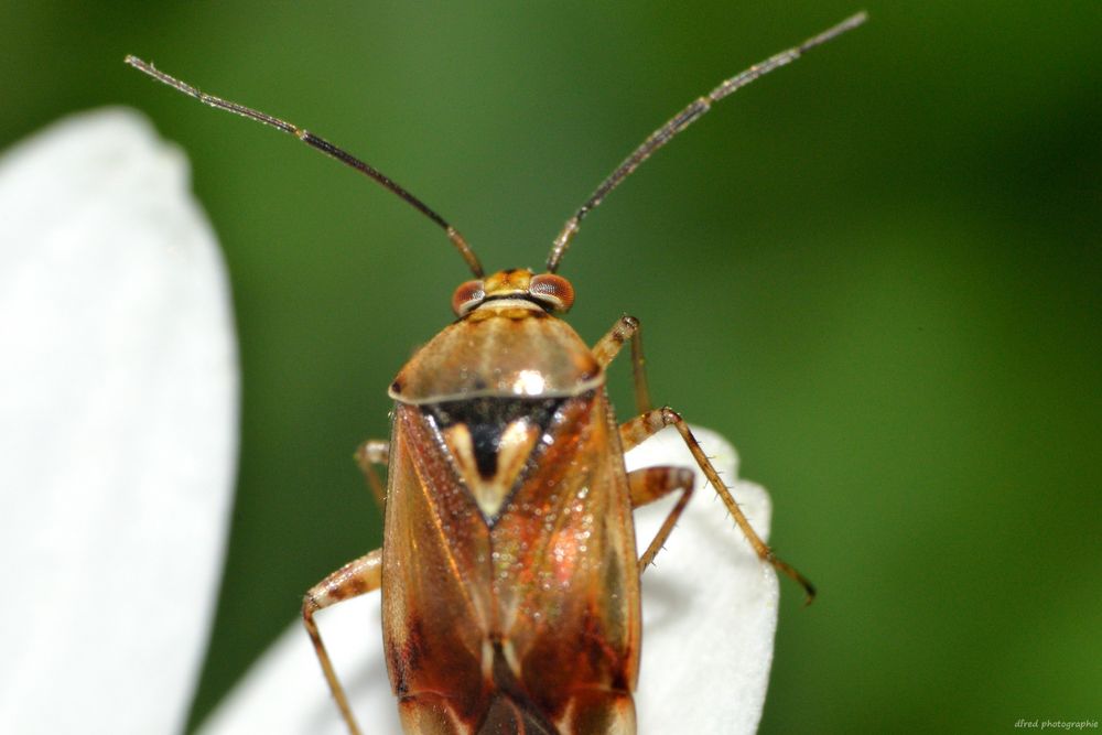 insecte marron 2 photo et image | macro nature, macro insectes, nature ...