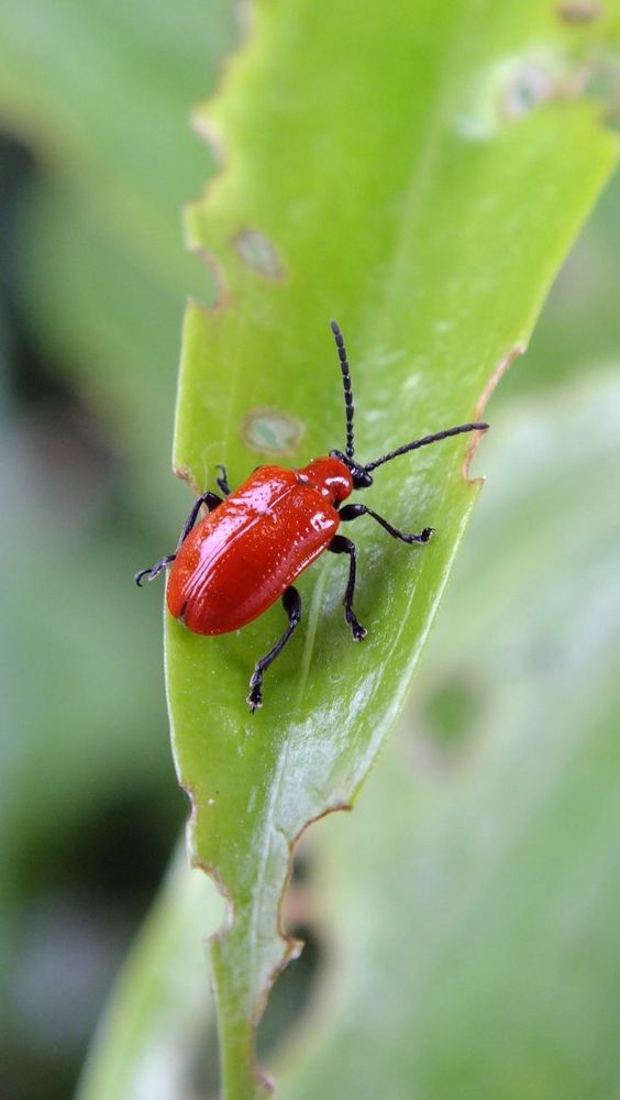 insecte rouge Foto & Bild | tiere, tierdetails, natur Bilder auf ...