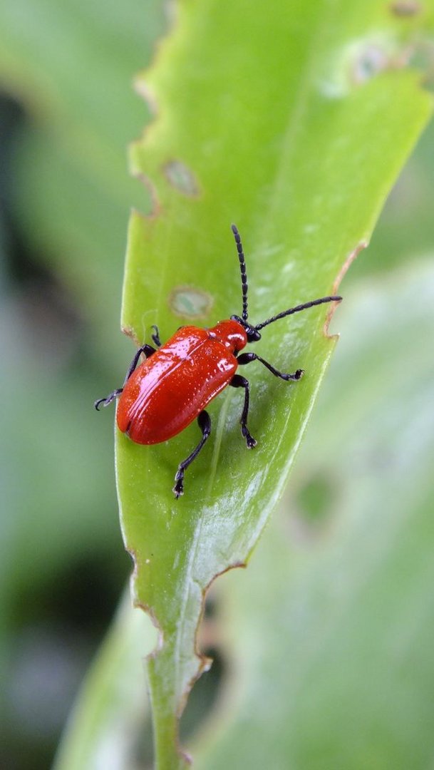 insecte rouge Foto & Bild | tiere, tierdetails, natur Bilder auf ...