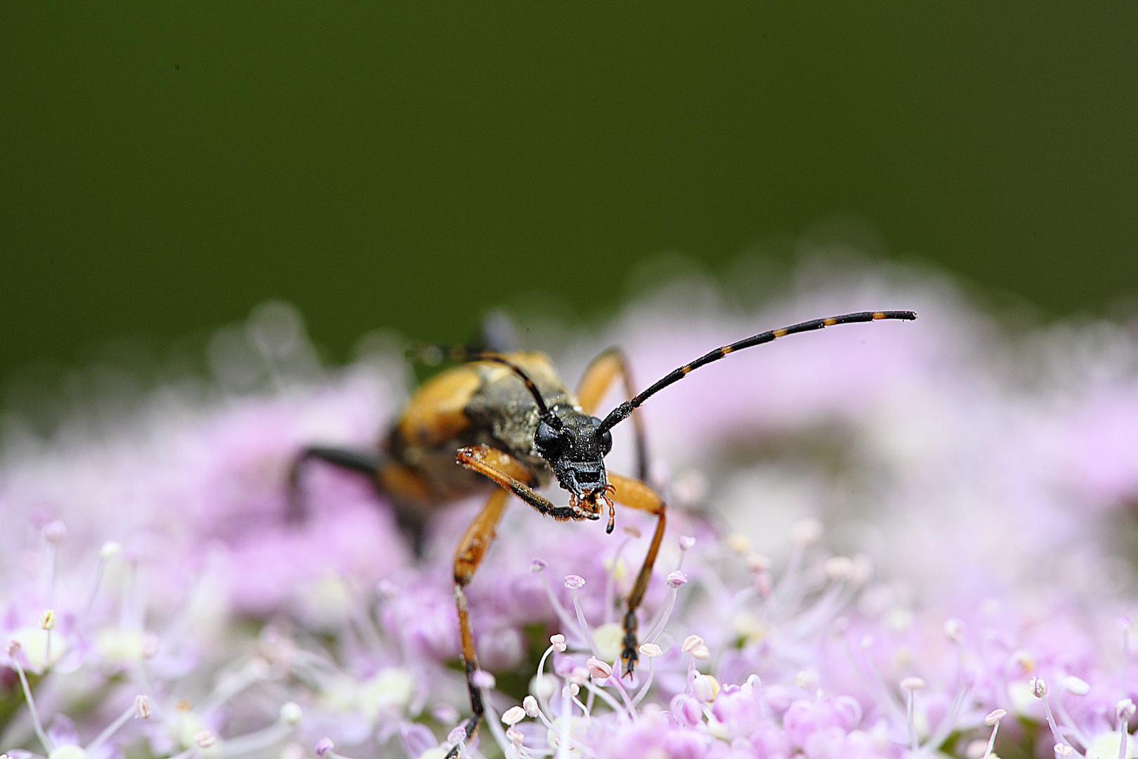 Insecto Imagen & Foto | animales, invertebrados , el mundo de los anim ...