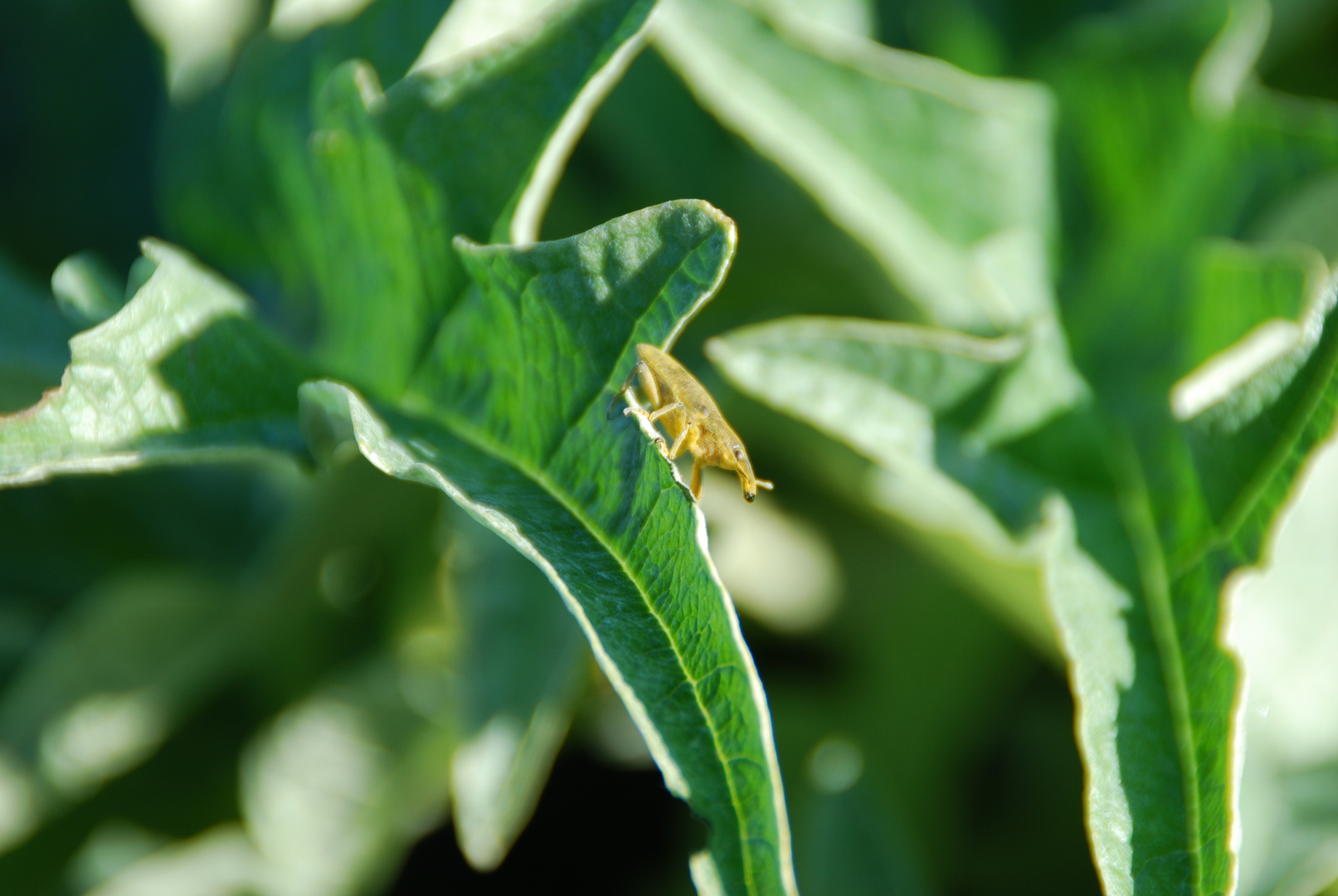 insecto 2 Imagen & Foto | animales, naturaleza Fotos de fotocommunity