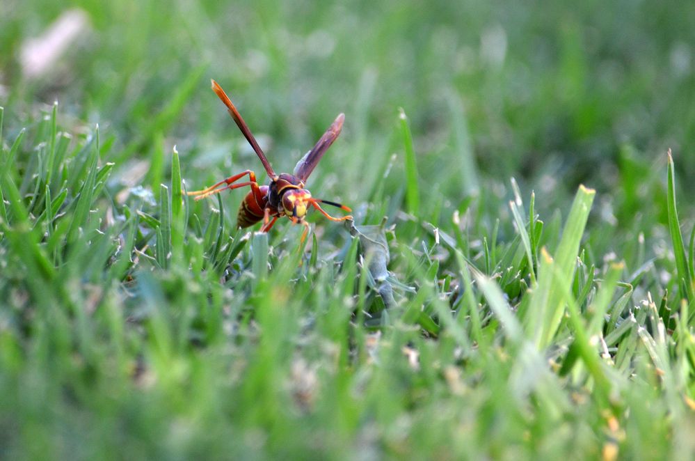 Insectos himenópteros alados con aguijón. Imagen & Foto | animales ...