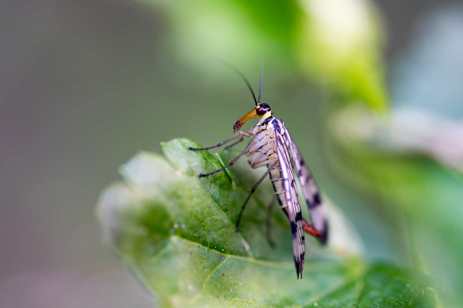 Insekt Foto & Bild | tiere, wildlife, insekten Bilder auf fotocommunity