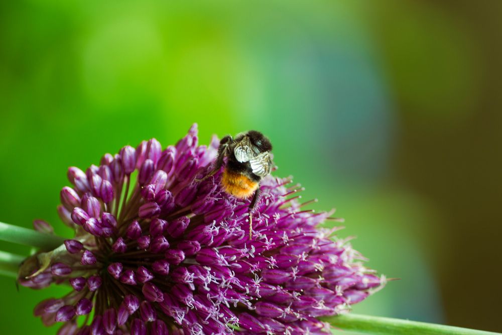 Insekt 2 (fleißiger Hummel) Foto & Bild | tiere, wildlife, insekten ...