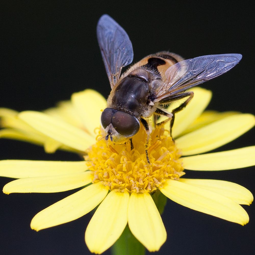 Insekt Foto & Bild | tiere, wildlife, insekten Bilder auf fotocommunity