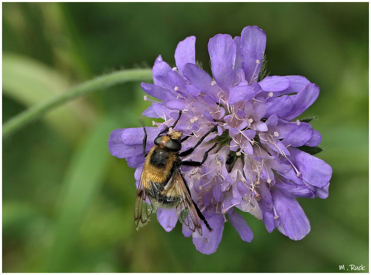 Insekt auf Blüte , Foto & Bild | tiere, wildlife, insekten Bilder auf ...