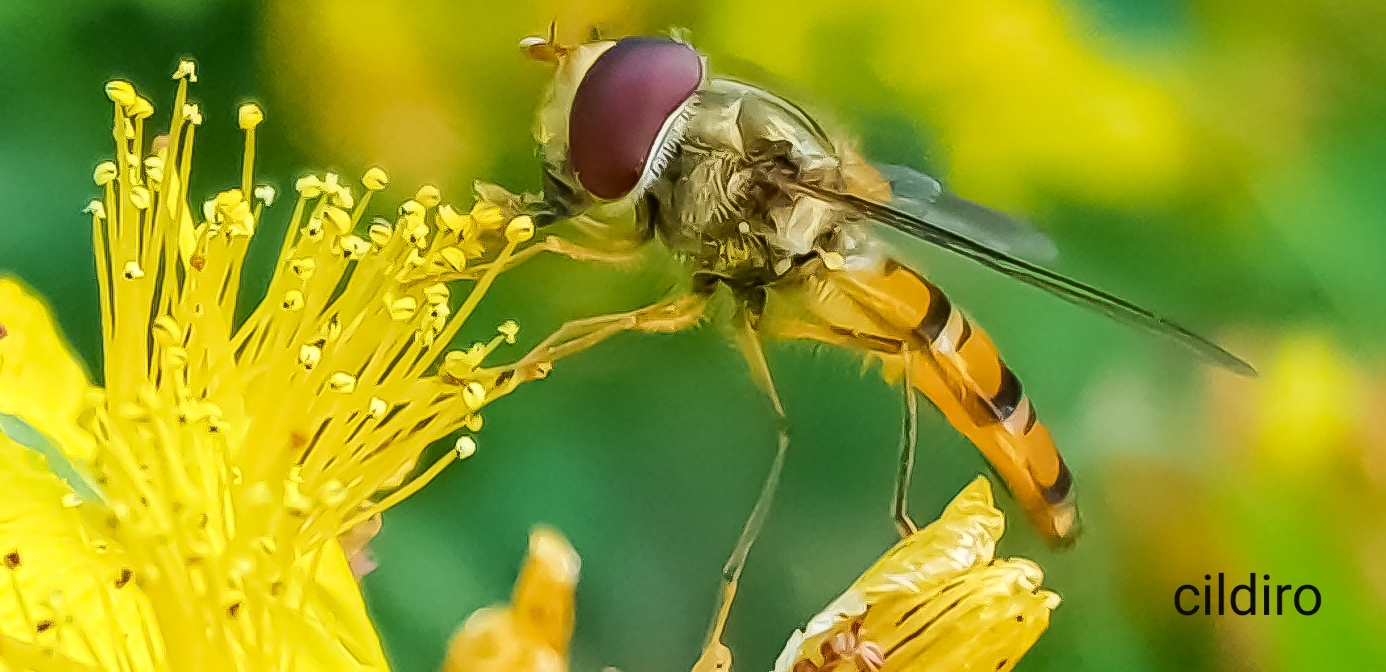 Insekt Foto & Bild | tiere, wildlife, insekten Bilder auf fotocommunity