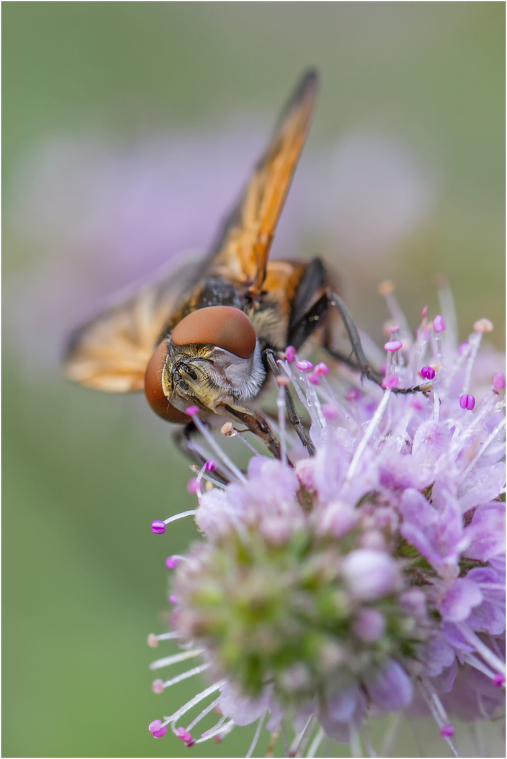 Insekt des Jahres 2014 Foto & Bild | tiere, wildlife, insekten Bilder ...