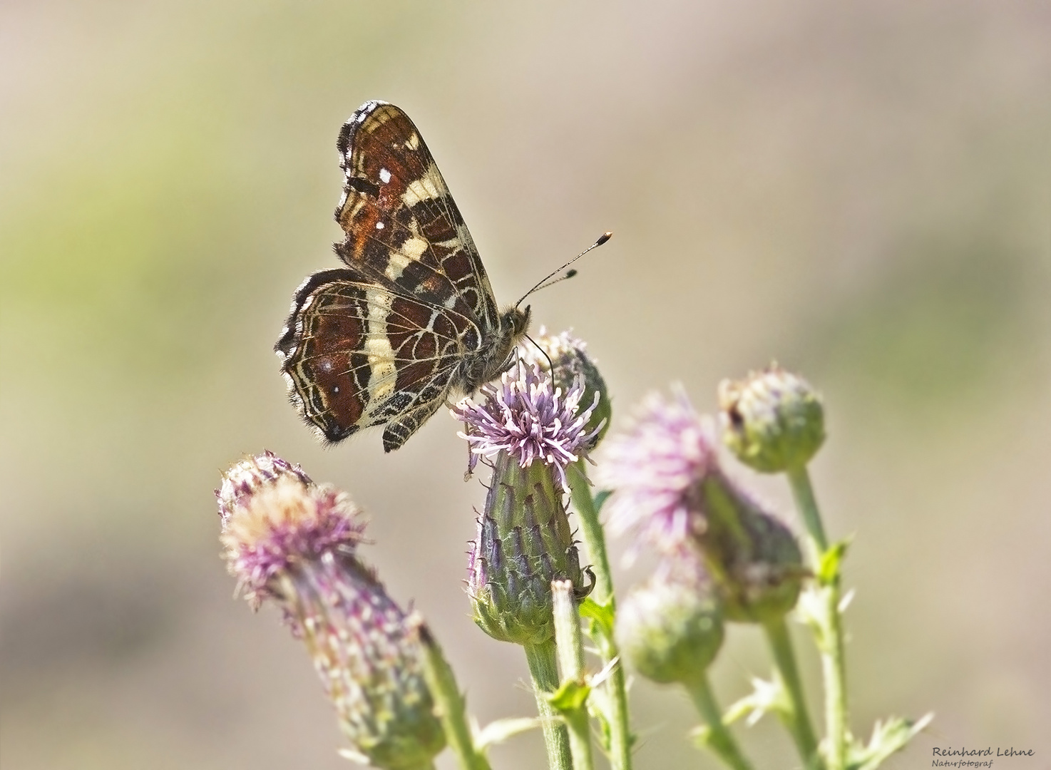 Insekt des Jahres 2023 Foto & Bild | sommer, makro, natur Bilder auf ...