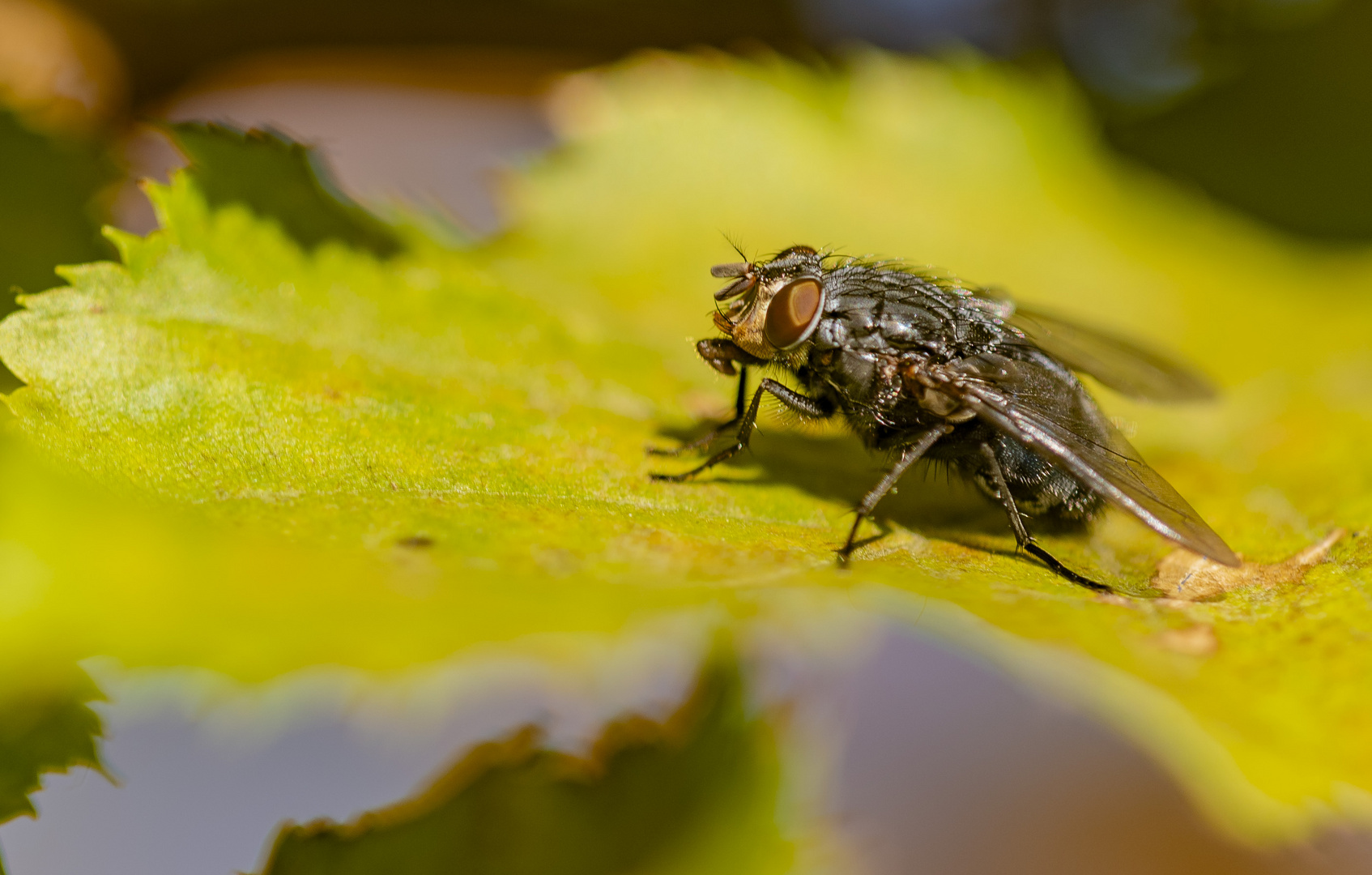 Insekt Foto & Bild | fotos, dokumentation, outdoor Bilder auf fotocommunity
