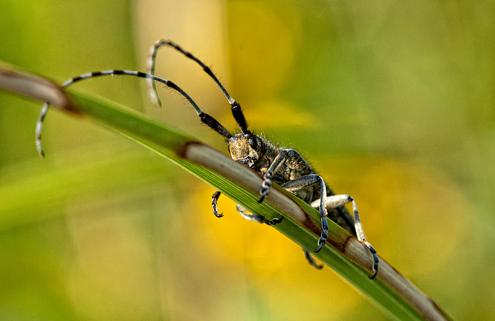 Insekt Käfer? HDR-Makro Foto & Bild | bearbeitungs - techniken, hdri & tm, insekten Bilder auf ...