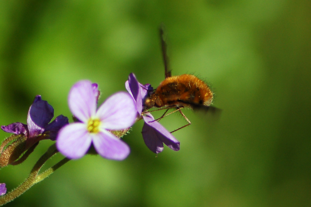 Insekt mit langem Rüssel Foto & Bild | tiere, wildlife, insekten Bilder ...