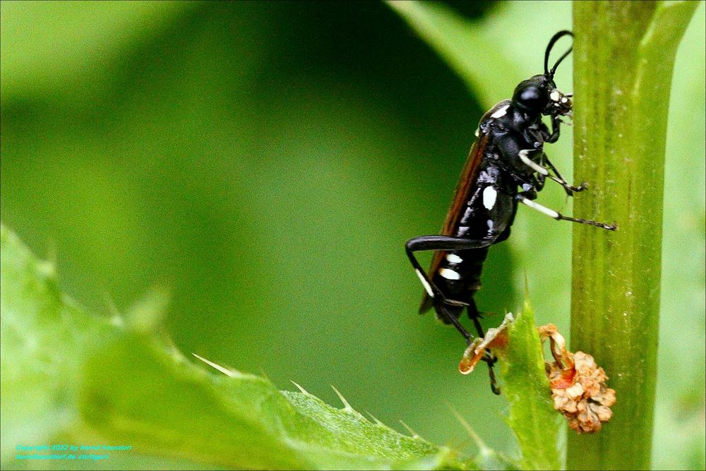 Insekt zu bestimmen Foto & Bild | tiere, wildlife, insekten Bilder auf ...