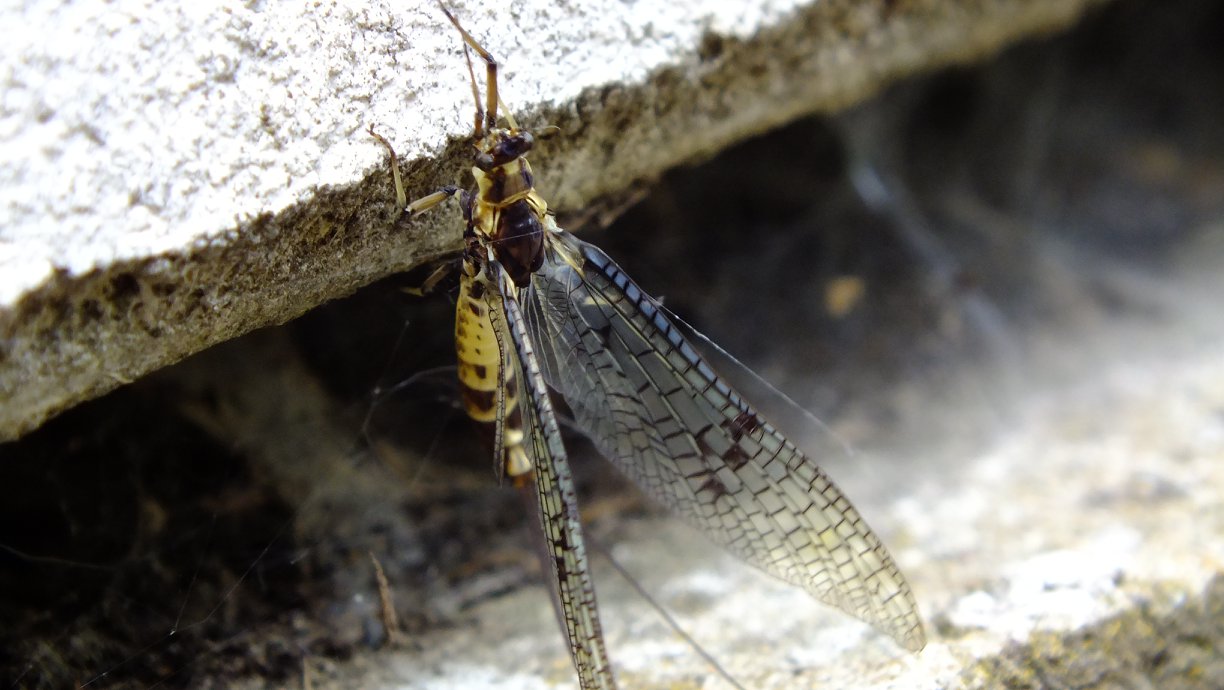 insekte Foto & Bild | tiere, tierdetails, natur Bilder auf fotocommunity