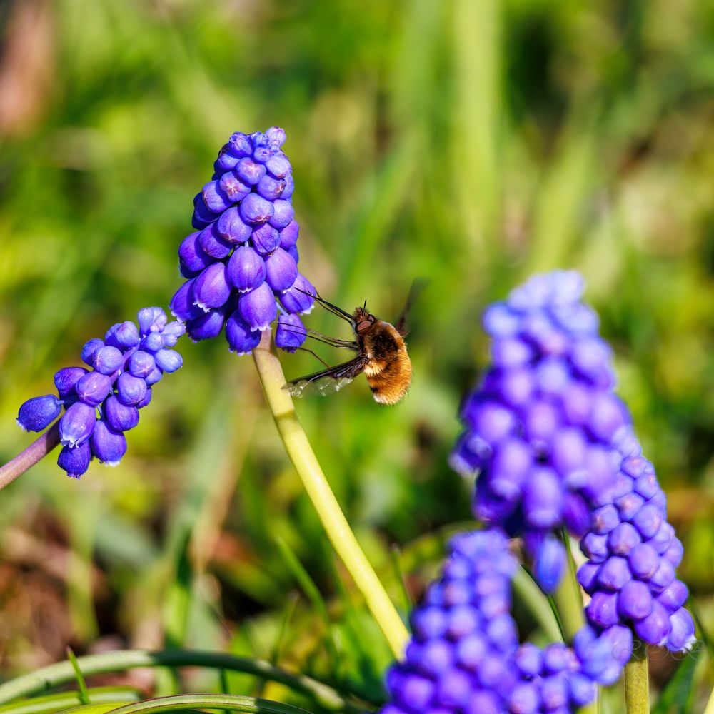 insekten-1797-20230406 Foto & Bild | tiere, wildlife, insekten Bilder ...