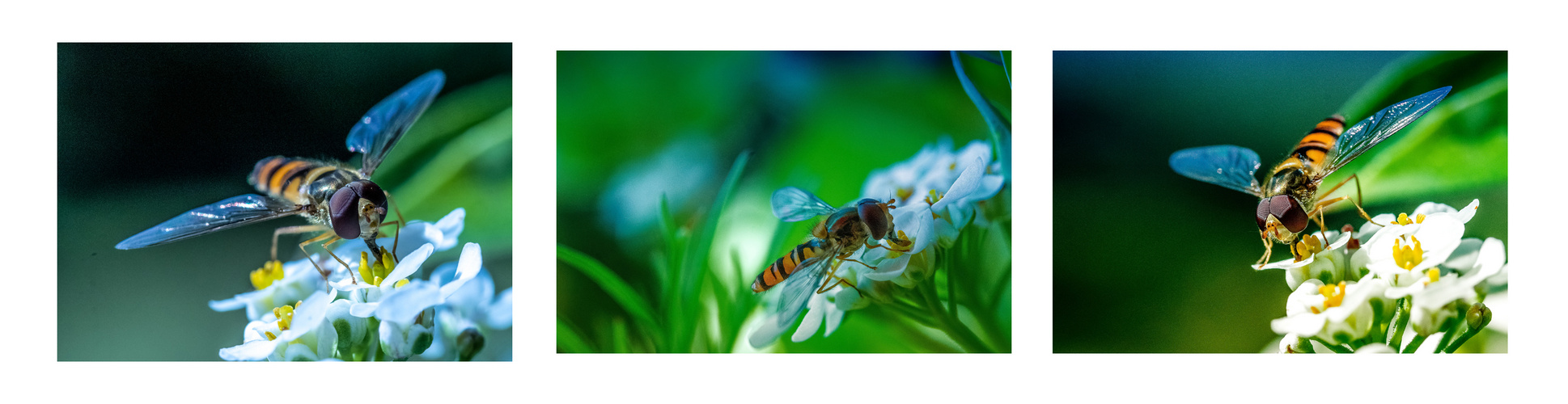 Insekten Foto & Bild | tiere, wildlife, insekten Bilder auf fotocommunity