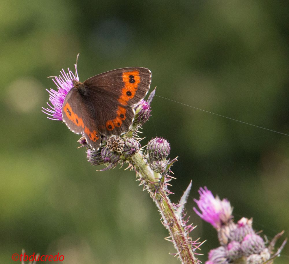 Insekten 3 Foto & Bild | natur, österreich, landschaft Bilder auf ...