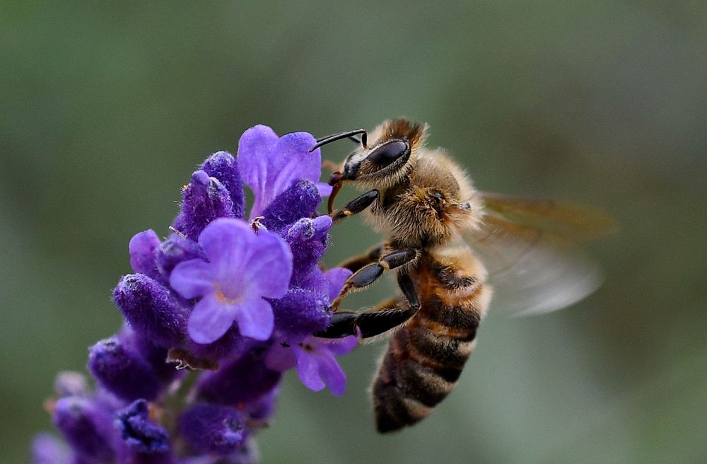 Insekten Foto & Bild | tiere, wildlife, insekten Bilder auf fotocommunity