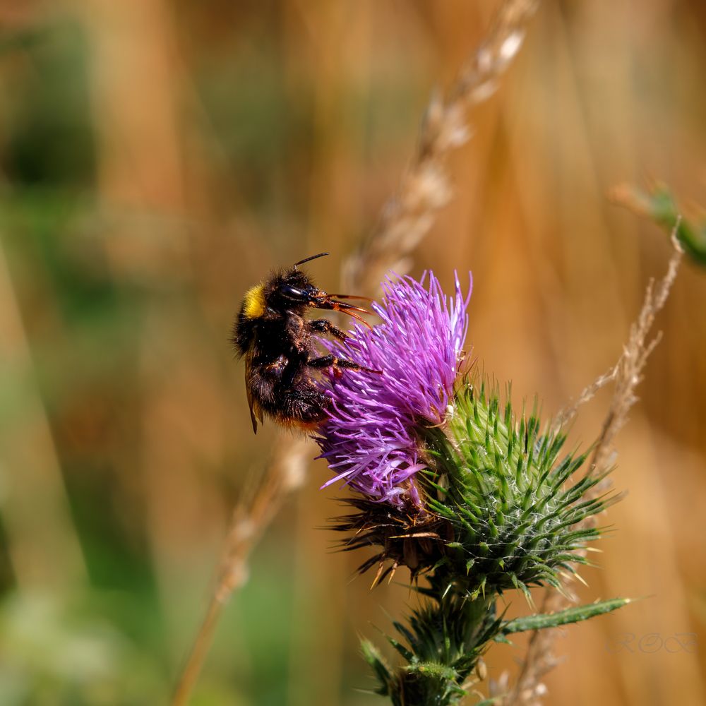 Insekten-77169-20220731 Foto & Bild | outdoor, makro, natur Bilder auf ...