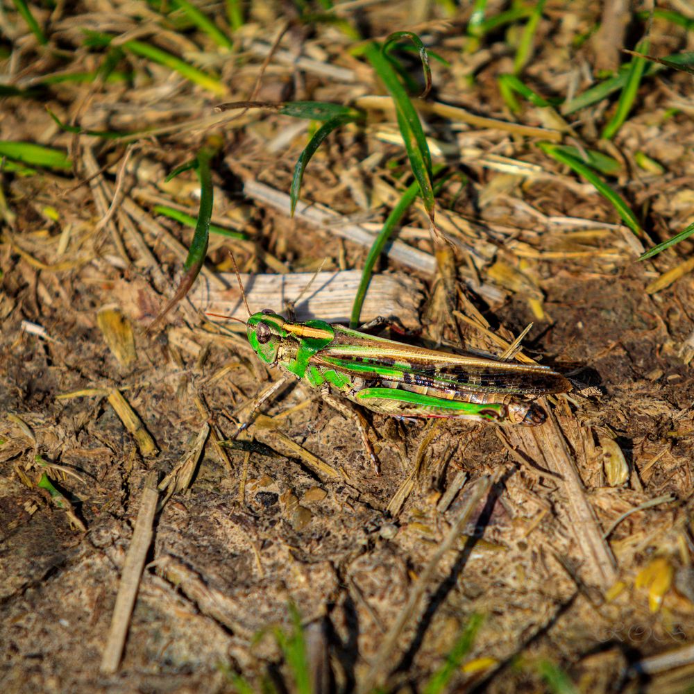 Insekten-77708-20220828 Foto & Bild | tiere, wildlife, insekten Bilder ...