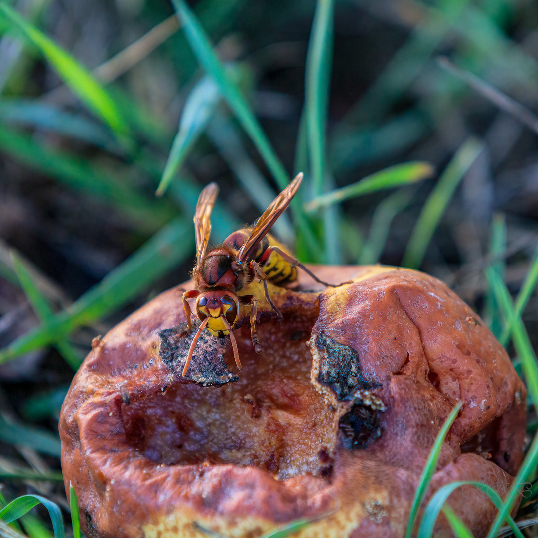 Insekten-77909-20220912 Foto & Bild | tiere, wildlife, insekten Bilder ...