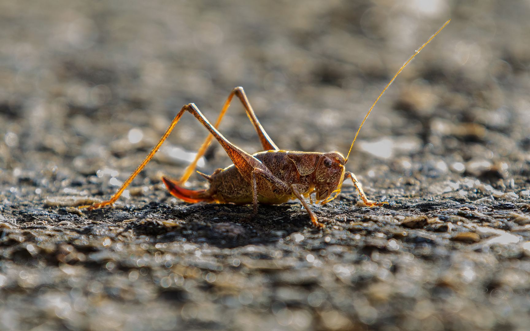 Insekten-78038-20221016 Foto & Bild | tiere, wildlife, insekten Bilder ...