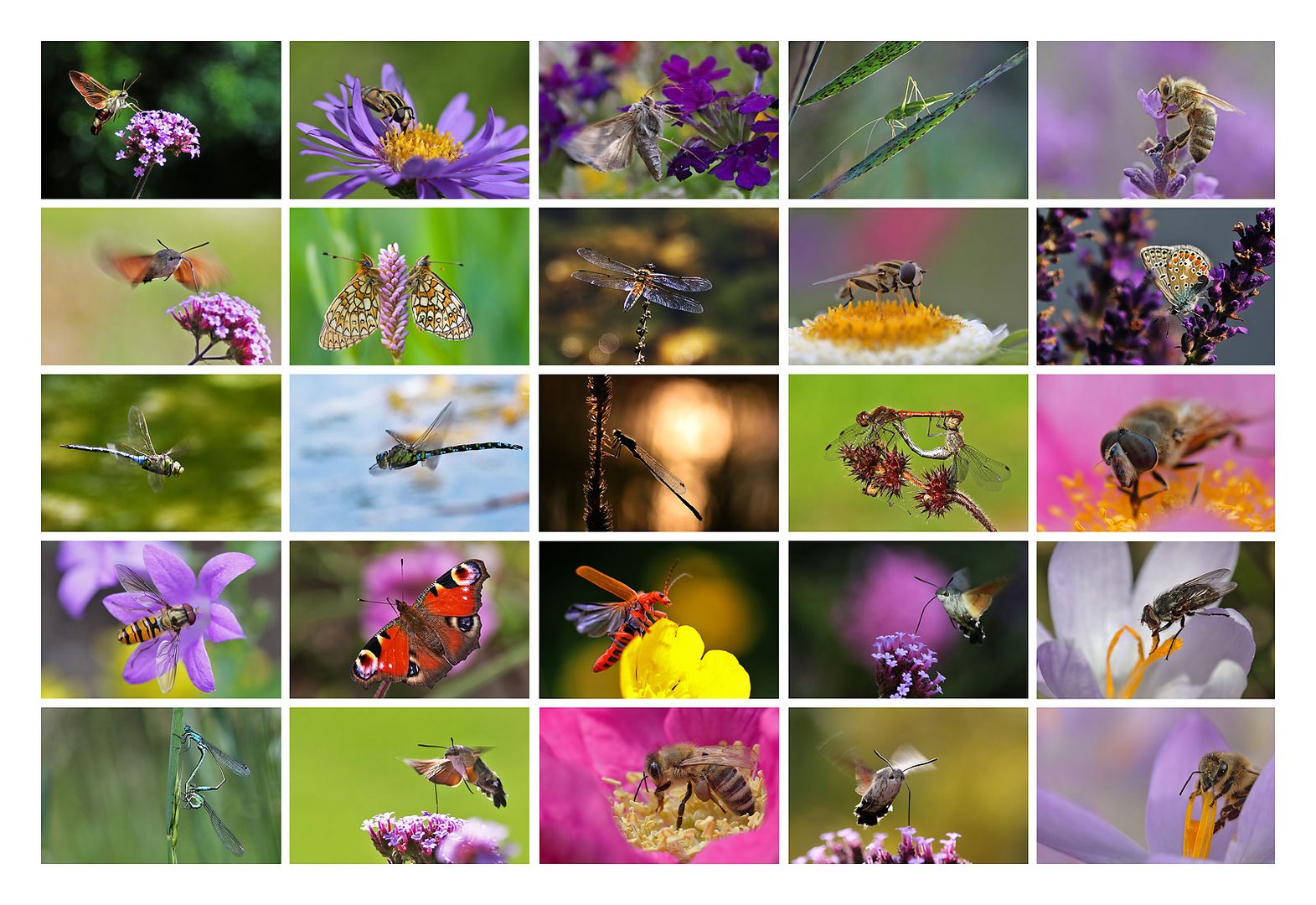 Insekten Foto & Bild | makro, natur, tele Bilder auf fotocommunity